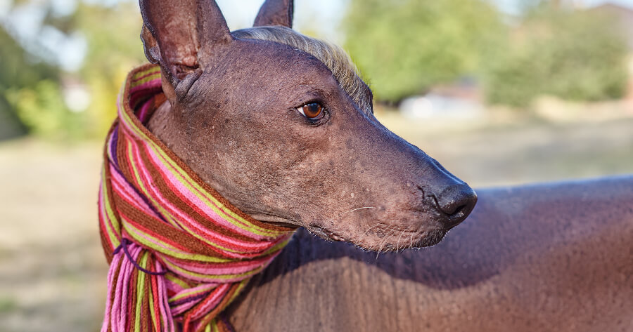 Perro mexicano xoloitzcuintle: precio, adopción y cómo conseguir uno